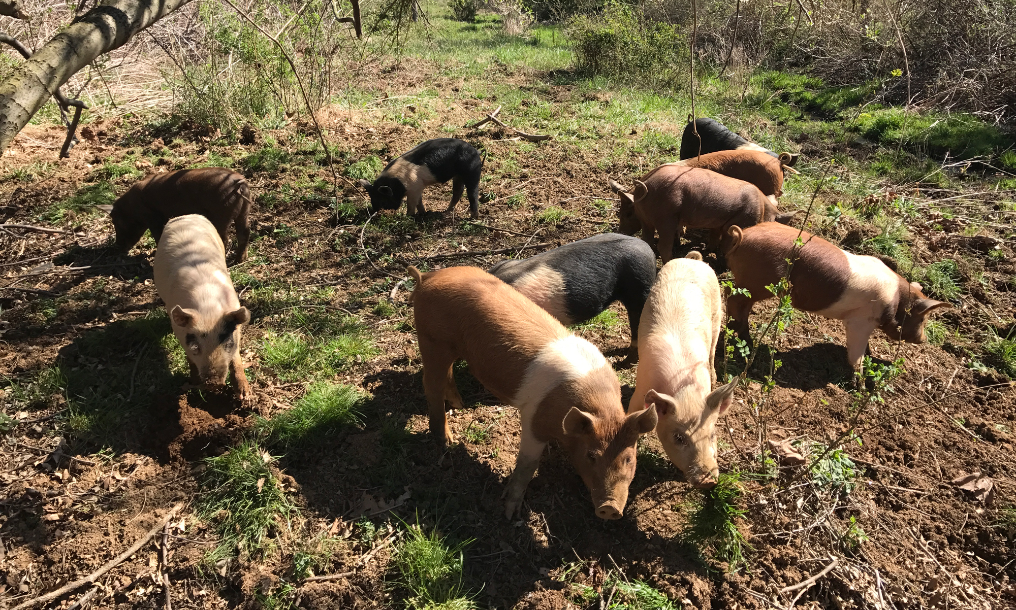 forest-raised-pigs-Virginia - Hidden Creek Farm LLC