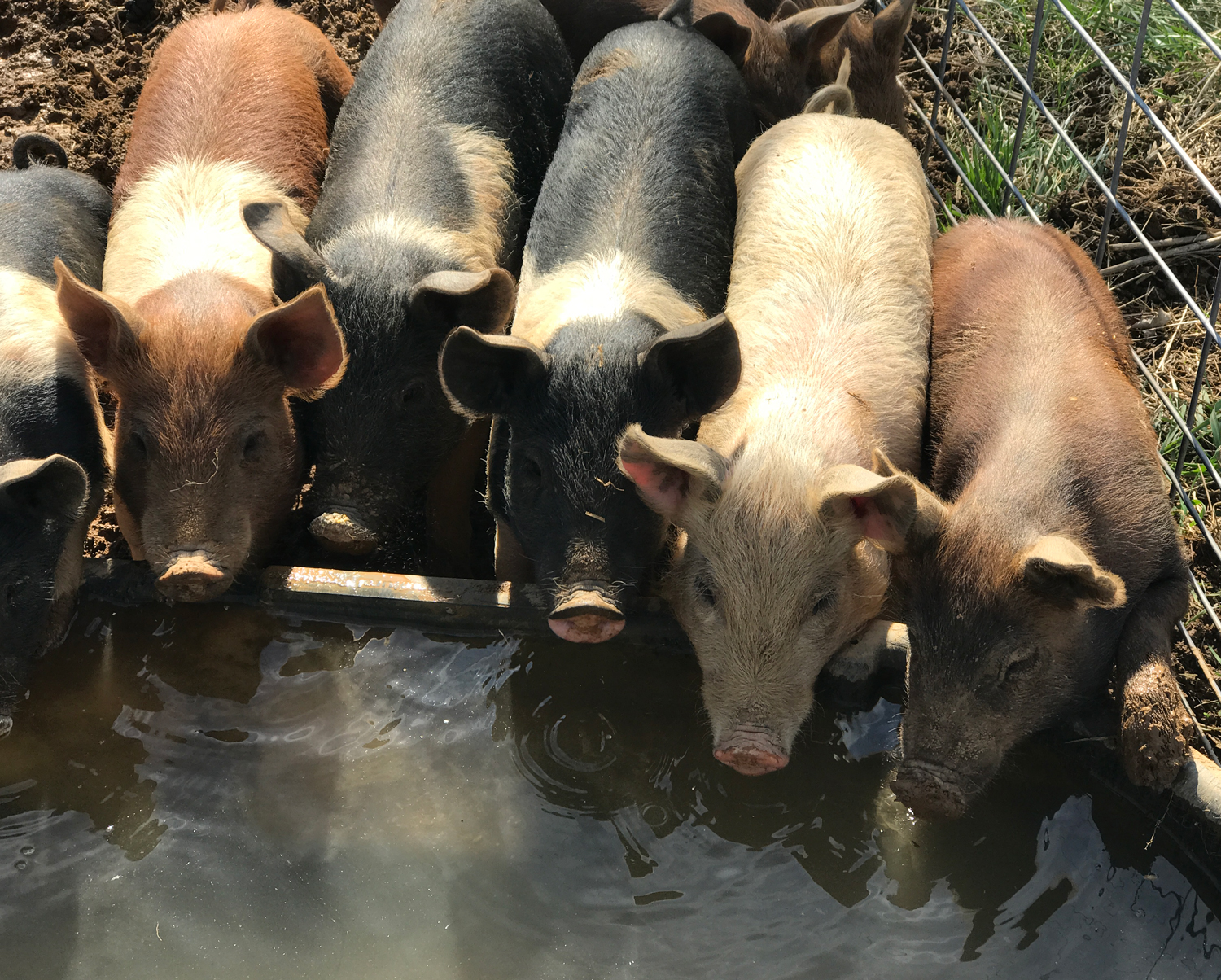 forest-raised-pigs-in-Virginia - Hidden Creek Farm LLC