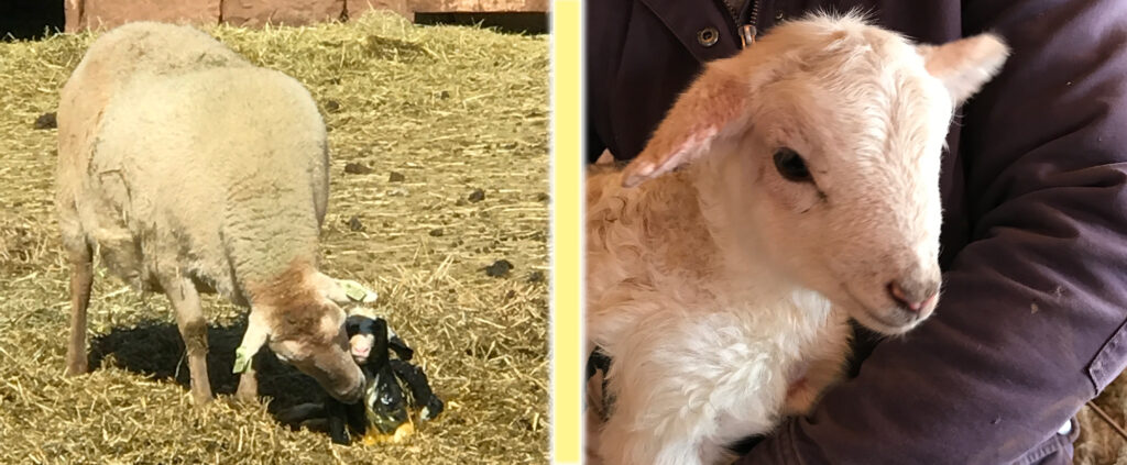 Katahdin-Sheep-in-Virginia - Hidden Creek Farm LLC