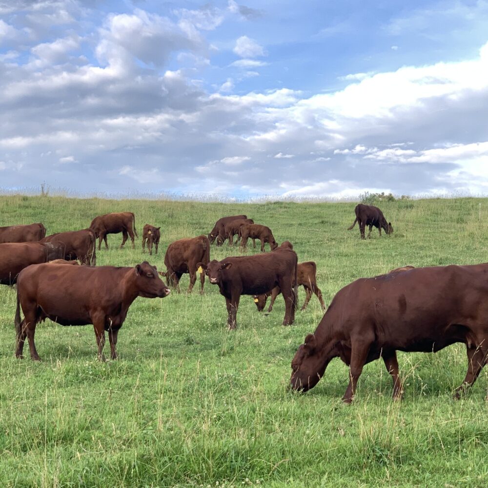Red Poll Cattle For Sale | Red Poll Heifers, Cows, Calves, Steers, Hides...