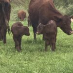 Red Poll Cattle For Sale | Red Poll Heifers, Cows, Calves, Steers, Hides...
