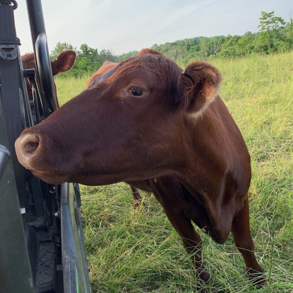 Red Poll Cattle For Sale | Red Poll Heifers, Cows, Calves, Steers, Hides...