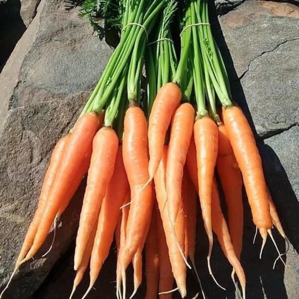 CSA Farm Share | Vegetable & Herbs, Eggs, Dairy & Meat Farm Shares