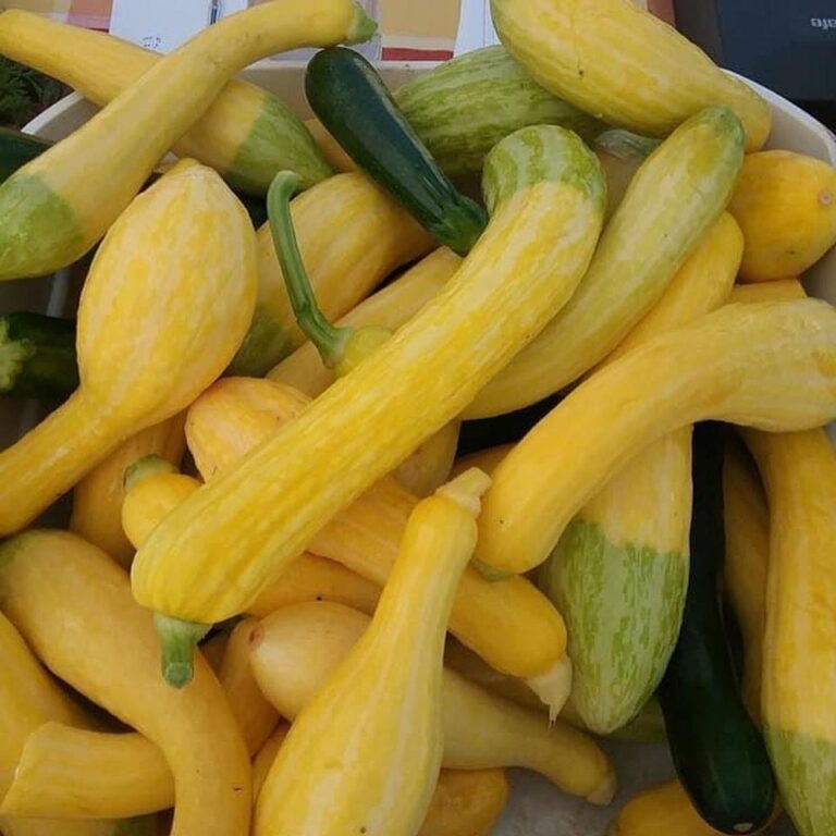 CSA Farm Share | Vegetable & Herbs, Eggs, Dairy & Meat Farm Shares